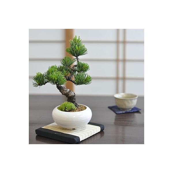 モダンでおしゃれなインテリア盆栽 五葉松中ぶりの五葉松をモダン風に仕上げた盆栽です。洋風インテリアにもマッチするように白い和鉢に植え込みました。