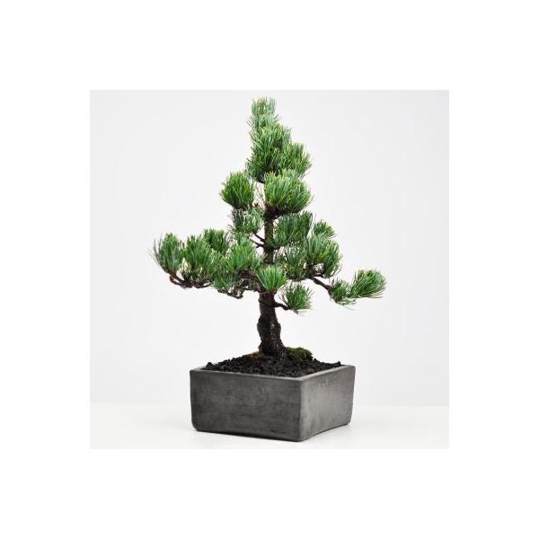 迫力の一品 これぞ盆栽 キングオブボンサイ大きさも迫力のある五葉松の盆栽です。枝数も多く幹もしっかりとしているのでただならなぬ風格です。