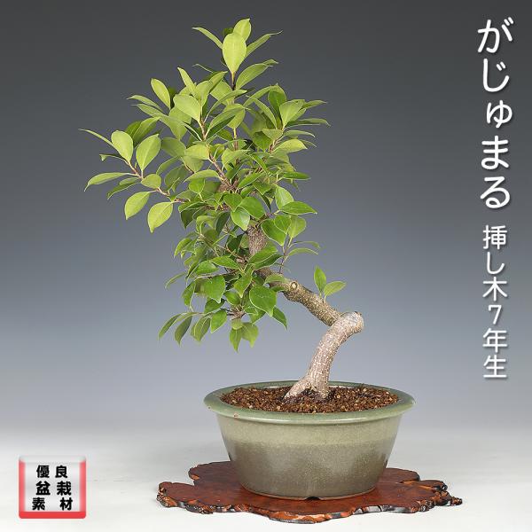 樹高36cm左右23cm幹径2cm挿し木7年生商品解説　クワ科イチジク属の常緑高木で熱帯地方に分布するがじゅまる。隆々と盛り上がる根や幹が見どころの樹種です。独特の葉質で珍しい葉もの樹種として注目されています。自然な幹筋の素材で文人風で仕立...