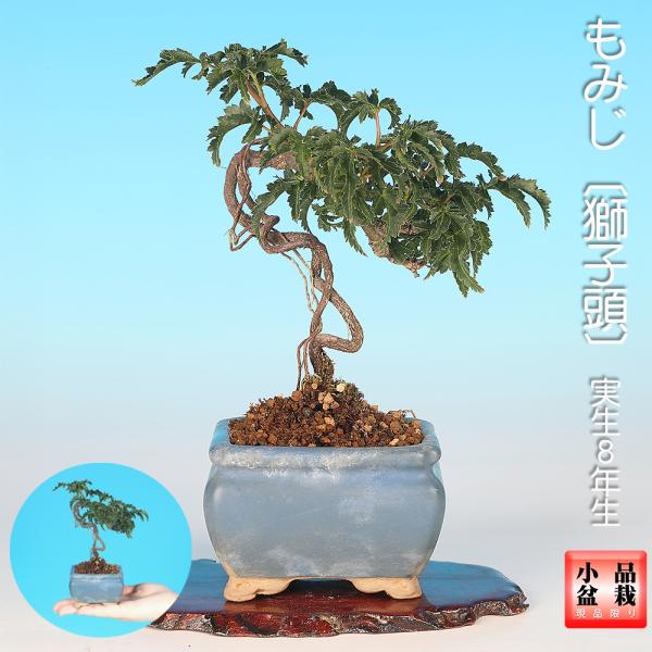 サイズ：樹高12cm左右12cm商品解説　もみじ〔獅子頭〕の貴重な実生素材。これら葉性に特徴のある品種は、100％親木の性質を受け継ぐことができる挿し木で殖やすのが一般的です。ところがここに紹介した樹は実生８年生。ミニ盆栽として計画的に作り...