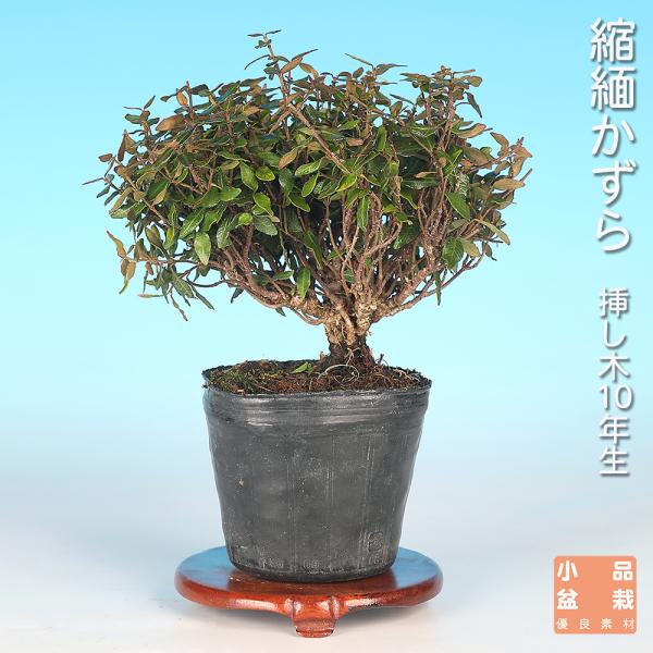 樹高14cm左右15cm挿し木10年生商品解説　定家かずらの小型変異種で濃緑の小葉が見所の常緑樹種の「縮緬かづら」。丈夫な性質で育てやすく、芽吹きも良く、小枝が密になるので初心者にもおすすめです。　小品盆栽・ミニ盆栽としても小振りなサイズな...