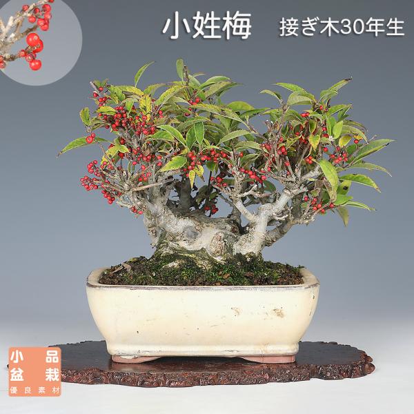 樹高13cm左右20cm立幅7cm接ぎ木30年生商品解説　梅もどきの姫性（八房性）タイプで仁丹くらいの小さい実が成る小姓梅。ミニ盆栽素材として人気がありますが、実生や挿し木が難しく、接ぎ木素材がほとんどです。この素材は圧巻の迫力を見せる立ち...