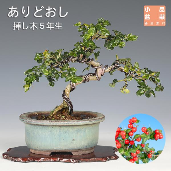 樹高15cm左右20cm幹径0.8cm挿し木6年生商品解説　鋭い針が災厄を追い払う縁起物樹木として有名な「ありどうし」の小品盆栽素材。5月頃に白の筒状の花を咲かせ、晩秋には真紅の美しい実を見せてくれます。この素材は幹模様の良い本格派の小品盆...