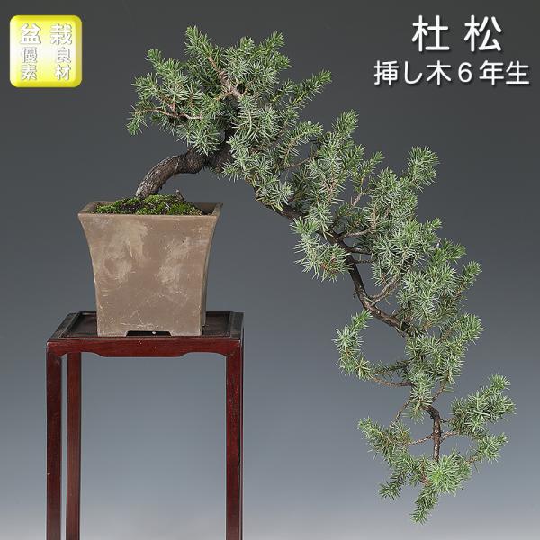 上下38cm左右32cm幹径1.8cm挿し木6年生商品解説　鋭く尖る短葉のシャープさ、芸術作品のようなジン・シャリなど、松柏盆栽の中でも特に剛直な雰囲気を持つ樹種の杜松。　杜松としては珍しい大懸崖仕立ての素材です。迫力ある幹の動きは注目度バ...