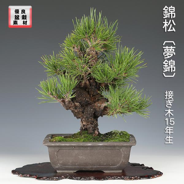 樹高33cm左右28cm接ぎ木15年生商品解説　錦松の中でも特に皮性・葉性の優れた選抜品種「夢錦」の優良素材です。豪快に割れる幹肌、濃緑色の葉も魅力で、飾り映えする力感に満ちた樹姿です。ほぼ完成の域にあり、飾って楽しむことができます。◆商品...