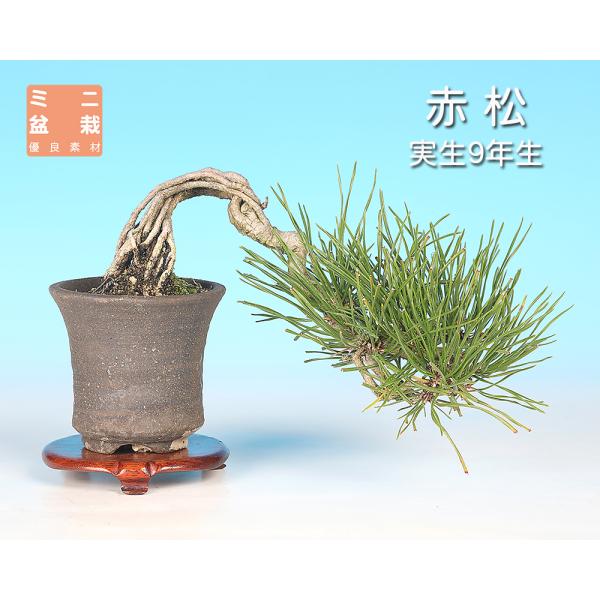 上下12cm 左右20cm実生9年生商品解説　「女松／めまつ」の別名で親しまれているように、優しい風情、垢抜けた洒脱さが魅力の赤松。柔らかな葉性に味わい深い幹を活かした文人木などの風合い豊かな樹形が親しみやすく人気です。　根上り素材を半懸崖...