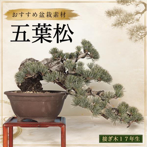 樹高25cm左右9cm接ぎ木7年生商品解説繊細で上品な葉姿と、松ならではの凛とした風格をあわせ持つ五葉松。小さな鉢の中に、悠久の時を感じさせる雄大な自然美を表現できる人気の盆栽です。 丈夫で樹形を維持しやすく、日々のお手入れにも比較的なじみ...