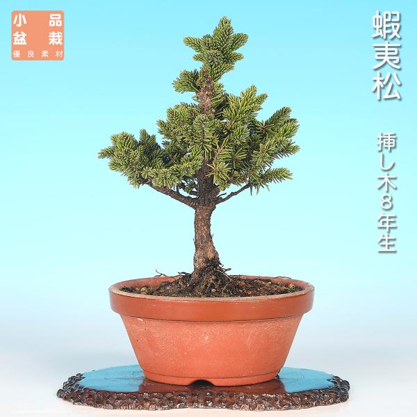 樹高17cm左右12cm幹径1cm挿し木8年生商品解説　北国の過酷な自然を生き抜く生命力を盆上に表現する蝦夷松。芽が細かく、枝が徒長しにくいので暑さ対策に意すれば、管理は容易で初心者にも楽しめる樹種と言えます。　小品盆栽に収まるサイズながら...