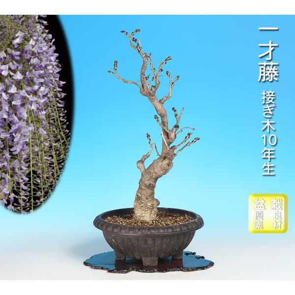 樹高57cm左右25cm立幅6cm接ぎ木10年生商品解説　5月頃に長く垂れ下がる薄紫の花房が「花のーテン」を作り、甘い香りを楽しませてくれる藤。「万葉集」にも詠まれているように日本人に古くから親しまれている樹種です。古くなると幹に時代が乗る...