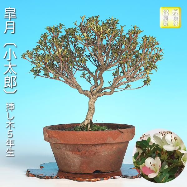 樹高26cm左右28cm幹廻り5cm挿し木5年生商品解説　皐月は多様な花芸・葉芸で絶大なる人気を誇る樹種です。また樹形表現も豊富で樹づくりも楽しめます。暑さ寒さに比較的強く、丈夫なので初心者から上級者まで幅広く愛好されています。　白地に紅色...