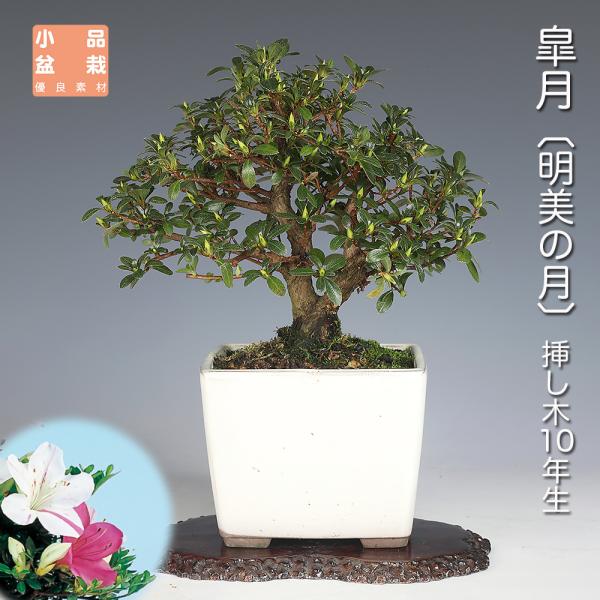 樹高17cm左右20cm幹廻り8cm挿し木10年生商品解説　皐月は多様な花芸・葉芸で絶大なる人気を誇る樹種です。また樹形表現も豊富で樹づくりも楽しめます。暑さ寒さに比較的強く、丈夫なので初心者から上級者まで幅広く愛好されています。　丈夫で花...