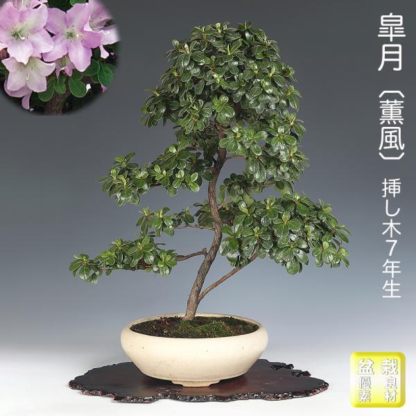 樹高45cm左右40cm幹廻り5cm挿し木7年生商品解説　皐月は多様な花芸・葉芸で絶大なる人気を誇る樹種です。また樹形表現も豊富で樹づくりも楽しめます。暑さ寒さに比較的強く、丈夫なので初心者から上級者まで幅広く愛好されています。　紫色系無地...