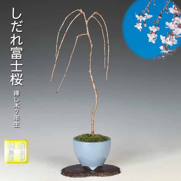 樹高40cm左右20cm幹径0.8cm挿し木7年生商品解説　日本の春を代表する花木・桜。盆栽としても春の展示会には欠かせない存在です。「富士桜」は本州、特に箱根や富士山周辺に多く自生することから、そのように呼ばれています。標準和名は「マメザ...