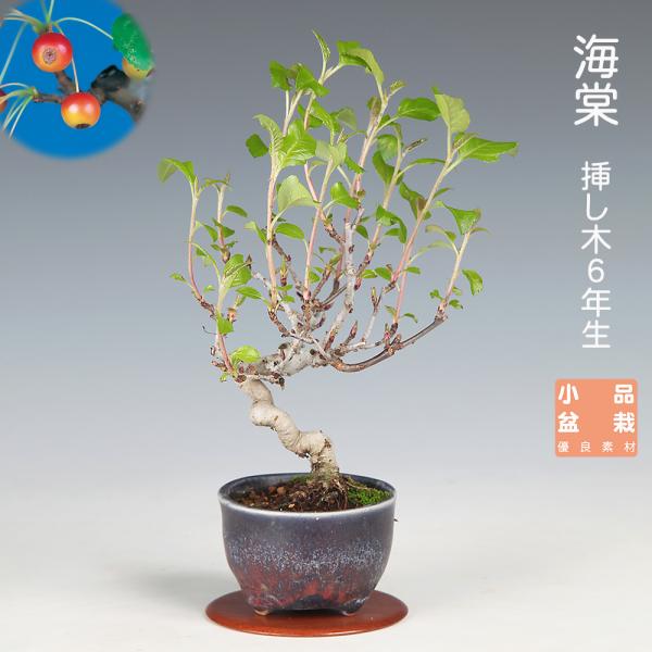 樹高17cm左右10cm幹径0.7cm挿し木6年生商品解説春には可憐な花、秋には愛らしい実姿を楽しめる人気樹種「海棠」。 海棠は花を楽しむ「花海棠」と実を楽しむ「実海棠」があり、どちらもバラ科リンゴ属ならではの優美な魅力を持っています。春に...