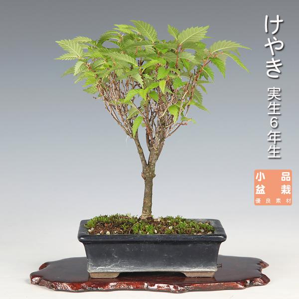 樹高14cm左右12cm幹径0.5cm実生6年生商品解説　繊細な枝先と大木感を表現しやすいことで、雑木の中でもトップクラスの人気を誇るけやき。その象徴的なスタイルの箒仕立て樹形は実直な立ち姿が大木感と爽やかな季節感を与えてくれます。　やや低...