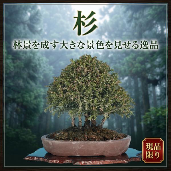 サイズ：樹高12cm左右13cm主幹径0.8cm商品解説小さくても大きな風景が広がる 杉の寄せ植え挿し木苗を寄せ植えして丁寧に作り込まれてきた多幹樹形の杉。挿し木５年生の素材ながら各幹の小枝は細かく分岐しており、新芽を摘んで枝棚を分けるだけ...
