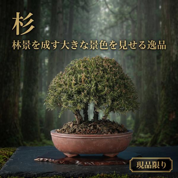 サイズ：樹高13cm左右15cm主幹径0.8cm商品解説小さくても大きな風景が広がる 杉の寄せ植え挿し木苗を寄せ植えして丁寧に作り込まれてきた多幹樹形の杉。挿し木５年生の素材ながら各幹の小枝は細かく分岐しており、新芽を摘んで枝棚を分けるだけ...