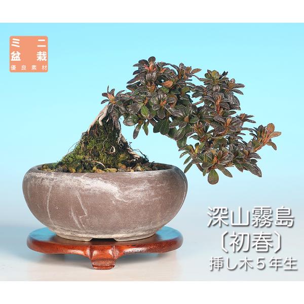 樹高8cm左右12cm挿し木5年生商品解説　4月から5月にかけて気品のある花を楽しませてくれる深山霧島つつじ。丈夫で切り込みにもよく耐え、培養も簡単。初心者も安心して楽しめる樹種です。　光沢のある小丸葉品種で、ミニ盆栽仕立てにぴったり。紅桃...