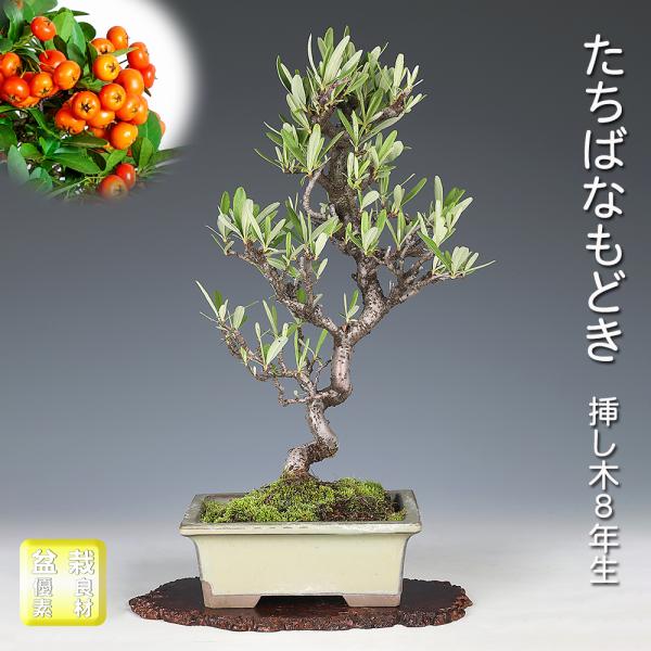 樹高32cm左右18cm幹径1.2cm挿し木8年生商品解説ピラカンサは実色が濃紅色のトキワサンザシと黄橙色のタチバナモドキの2品種をが代表的な常緑性の実物盆栽です。春には可憐な白花を咲かせ、秋から冬にかけては赤や橙色の美しい実を枝いっぱいに...