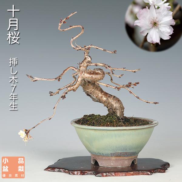 上下19cm左右20cm幹径1.8cm挿し木7年生商品解説　日本の春を代表する花木・桜。盆栽としても春の展示会には欠かせない存在です。「十月桜」は彼岸桜の園芸品種と言われ、白の八重花を清楚に咲かせる人気品種。10月頃から断続的に咲き、春にも...