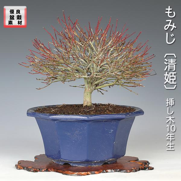 樹高20cm左右26cm幹径1.5cm挿し木10年生商品解説　春の芽出し、夏の青葉、秋の紅葉、そして寒樹の枝ぶり。四季の彩りと落葉樹の魅力をすべて味わえる、葉物樹種の代表格「もみじ」。もみじは葉芸を楽しむ多くの品種がありますが、清姫はイロハ...