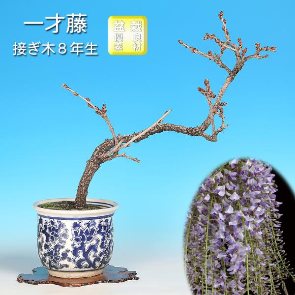 樹高42cm左右42cm幹径2.5cm接ぎ木8年生商品解説　5月頃に長く垂れ下がる薄紫の花房が「花のーテン」を作り、甘い香りを楽しませてくれる藤。「万葉集」にも詠まれているように日本人に古くから親しまれている樹種です。古くなると幹に時代が乗...