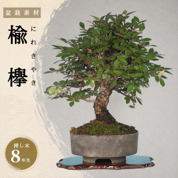 樹高20cm左右19cm幹径2cm挿し木8年生商品解説小さな葉が密に茂る、端正で美しい姿が魅力の「ニレケヤキ」。 寒さ・暑さに強く、病気にも強いため、「盆栽を始めてみたい！」という初心者の方に最もおすすめしたい品種の一つです。春にはみずみず...