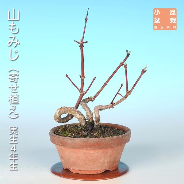 樹高14cm左右13cm　実生14年生商品解説　春の芽出し、夏の青葉、秋の紅葉、そして寒樹の枝ぶり。四季の彩りと落葉樹の魅力をすべて味わえる、葉物樹種の代表格「もみじ」。もみじは葉芸を楽しむ多くの品種がありますが、その中でも山もみじは盆栽と...