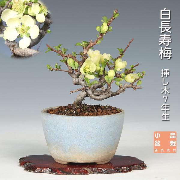 樹高10cm左右9cm幹径0.7cm挿し木7年生商品解説　四季咲き性で冬場でも花姿が楽しめる矮性の「木瓜」の仲間。可憐で品のある花の美しさと持ち込めば時代が乗る幹味は他で味わえない魅力です。長期間、そして冬も花が楽しめるので一本は持っておき...