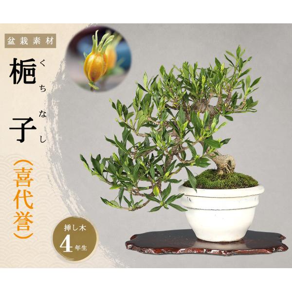 上下16cm左右17cm幹径1.2cm挿し木4年生商品解説初夏に咲く純白の花とオレンジ色の実の姿で人気の「くちなし」。 花が咲く季節には上品な香りが広がり、盆栽でありながら季節の移ろいを五感で楽しめます。花後には特徴的な橙色の実を付け、常緑...
