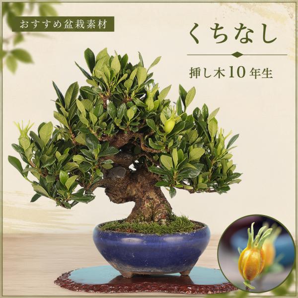 樹高19cm左右24cm挿し木10年生商品解説初夏に咲く純白の花とオレンジ色の実の姿で人気の「くちなし」。 花が咲く季節には上品な香りが広がり、盆栽でありながら季節の移ろいを五感で楽しめます。花後には特徴的な橙色の実を付け、常緑樹ならではの...
