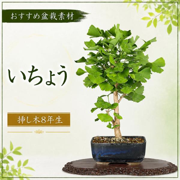 樹高47cm左右35cm挿し木8年生商品解説黄金色の紅葉を楽しむ、いちょう秋になると鮮やかな黄金色に染まる葉が美しく、季節の移ろいを身近に感じられる人気の盆栽です。 春の芽吹きから夏の爽やかな緑、秋の見事な黄葉、冬の力強い枝姿まで、一年を通...