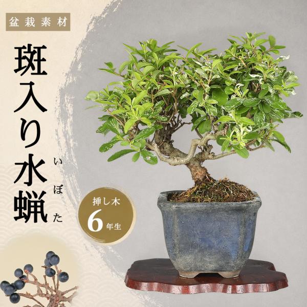 樹高14cm左右17cm幹径1cm挿し木6年生商品解説いぼたは本州から九州の山野に自生するモクセイ科の落葉低木で、古くから盆栽素材として親しまれてきた人気の雑木樹種です。  最大の魅力は、細かな葉と自然味あふれる枝姿。枝分かれが良く、年月を...