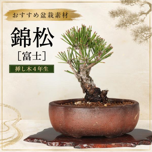 樹高11cm左右8cm　挿し木4年生商品解説幹を覆う、力強く爆ぜた樹皮。まるで長い年月を生き抜いてきた古木のような風格を、身近な空間で楽しめる錦松。 錦松のルーツは明治中期頃。瀬戸内海沿岸や島々で採取された黒松の中から、特異な樹皮を持つもの...