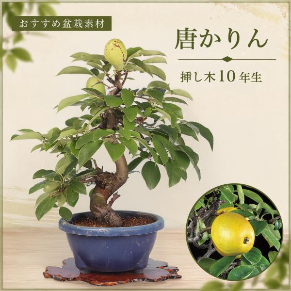 樹高37cm左右34cm接ぎ木6年生商品解説花梨（かりん）は、美しい実姿と四季折々の表情が魅力の人気実物盆栽です。春には桃色を帯びた可憐な花を咲かせ、秋には黄金色に色づく実を楽しむことができます。さらに紅葉や冬の趣ある樹姿、年月を重ねること...