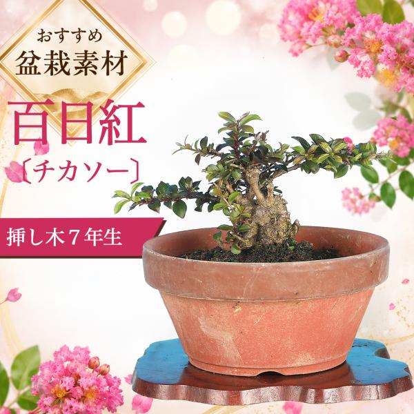樹高8cm左右14cm挿し木7年生商品解説夏期に花を咲かせる数少ない盆栽樹種として親しまれている百日紅。夏から秋にかけての長期に渡りフリルのある鮮やかな花を次々に咲かせるのが大きな魅力。花色は紅・ピンク・白・紫と多彩です。枝先にふんわりと咲...