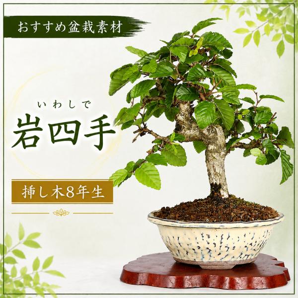 樹高16cm左右16cm　挿し木8年生商品解説小さな葉と白い幹肌。四季を映す、端正なイワシデ盆栽 灰白色の幹肌に刻まれる、縦の繊細な裂け目。小さく艶やかな葉と、自然な曲線を描きながら細かく分かれる枝。イワシデは、野趣と上品さをあわせ持つ雑木...