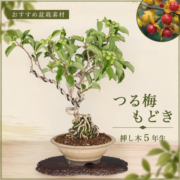 樹高23cm左右23cm挿し木5年生商品解説季節の移ろいを愛でる贅沢。心奪われる「つる梅もどき」の盆栽 秋が深まるとともに黄色く色づく実。そして晩秋から冬にかけて、その黄色い殻がパチンと弾け、中から艶やかな真紅の実が顔を出します。「つる梅も...