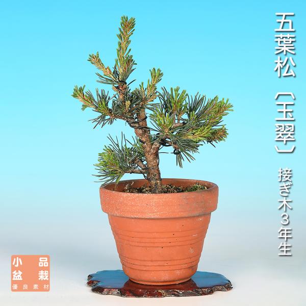 樹高15cm左右13cm幹径1cm接ぎ木3年生商品解説　繊細で上品な葉姿が魅力の五葉松。育てやさ、維持のしやすさは松柏盆栽の中でも随一です。また、あらゆる樹形に作れる対応力に優れた特徴も大きな魅力。長く持ち込むほどに幹肌や枝に落ち着きを見せ...
