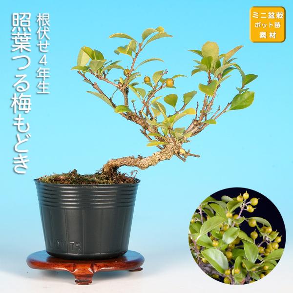 7.5cmポット入り商品解説　実物盆栽屈指の人気を誇る樹種「つる梅もどき」。秋の深まりとともに黄色の仮種子から覗く真紅の実は見応えたっぷり。そのつる梅もどきの普通種に比べて光沢のある葉が特徴の荒皮性品種・「照葉つる梅もどき」。実姿だけではな...