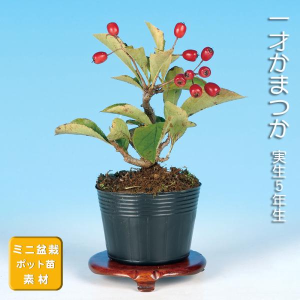 7.5cmポット入り商品解説　4〜5月頃、白色の花を多数咲かせる姿は上品な美しさと、秋に色づく紅色の小さな実姿も可憐。季節の変化に応じて見所の多い「かまつか」の苗木素材。一才性で花芽の分化がしやすく、早く実姿が楽しめるのが魅力です。基本的な...