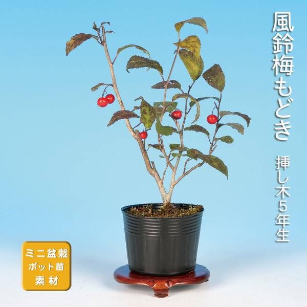 7.5cmポット入り商品解説　細長い果柄に小さな赤い実が垂れ下がるのが特徴の「風鈴梅もどき」。愛らしい実姿は見所です。幹肌や枝ぶりにも雅味を備えるため、樹づくりも飾っても楽しい人気樹種の一つ。小さな盆樹は飾る場所も選ばずインテリアとしてもオ...