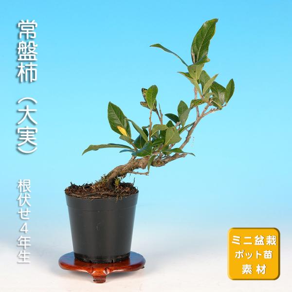 7.5cmポット入り商品解説　可愛らしい丸い実が魅力の常磐柿。普通種に比べて実が大きく、葉もやや大きいのが特徴の品種です。老爺柿同様に実成りには雄木が必要です。◆実付き保証素材ではありません。※苗木素材の為、樹形やサイズにバラツキはあります...