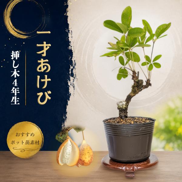 7.5cmポット入り商品解説四季折々の美しさを楽しめる、あけびの盆栽です。春には趣のある可憐な花を咲かせ、夏は瑞々しい緑葉、秋には紅葉と個性的な実姿を楽しませてくれます。つる性植物ならではの、しなやかに伸びる枝と自然な曲線が、野山の風景を思...