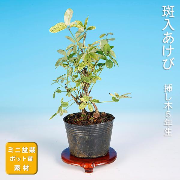 7.5cmポット入り商品解説　郷愁誘う実姿が味わい深い「あけび」。葉に白もしくは薄い黄色の斑が入る品種です。盆樹としてはもちろん交配用としてもオススメ！※苗木素材の為、樹形やサイズにバラツキはあります。※ビニールポットでのお届けになります。...