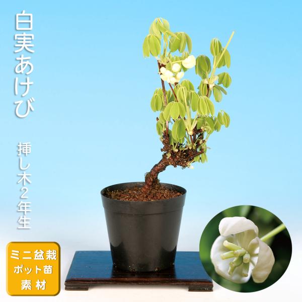 7.5cmポット入り商品解説　郷愁誘う実姿が味わい深い「あけび」。普通種と違い、白い花を咲かせ、実も白い珍品種です。盆樹としてはもちろん交配用としてもオススメ!!　あけびは雄雌異花同株ですが自家不和合性のため、自家受粉では結実しにくい樹種で...