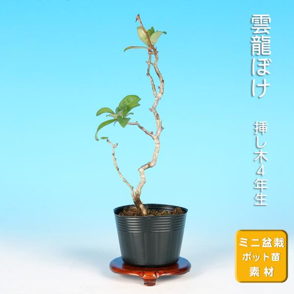 7.5cmポット入り商品解説　真冬から春に華麗で素朴な大輪花を楽しめるぼけ。持ち込むほどに枝や幹が捻転する雲龍性で、華麗な桃色一重の花姿が魅力の「雲龍木瓜」の貴重な素材。樹種の性質上、樹形などを維持するのは難しいですが、逆にそれを活かして野...