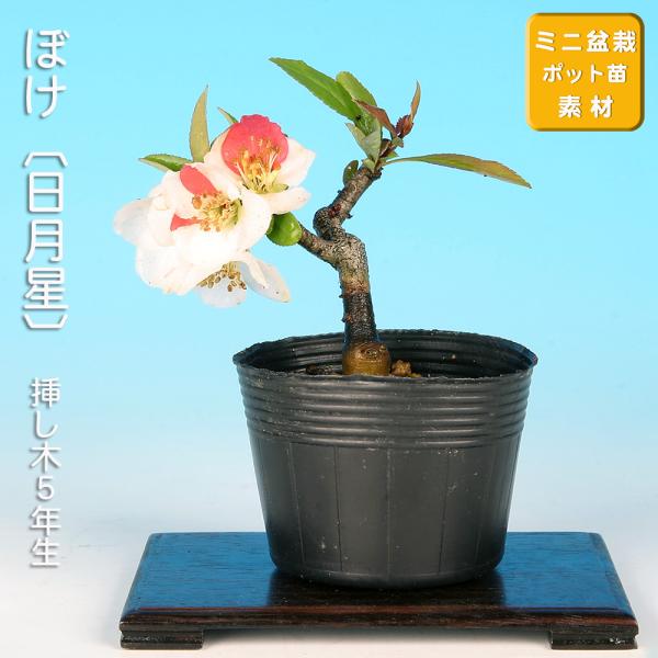 7.5cmポット入り商品解説　真冬から春に華麗で素朴な大輪花を楽しめるぼけ。一重大輪で、白地に大小の紅絞り、覆輪などの咲き分けで人気の木瓜〔日月星〕の苗木素材です。野趣溢れる樹づくりをお楽しみ下さい。春の日差しを浴びる花姿は可憐な風情は見所...