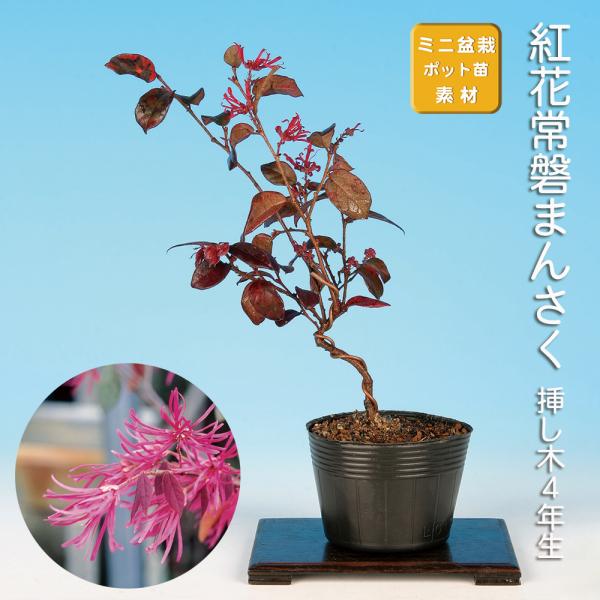 7.5cmポット入り商品解説　「常磐まんさく」の紅花品種。妖艶な濃い赤花が魅力です。強健な樹性と芽吹き力も旺盛なので初心者の方にもオススメ。貴方の感性を活かした樹づくりをお楽しみ下さい。　※苗木素材の為、樹形やサイズにバラツキはあります。※...