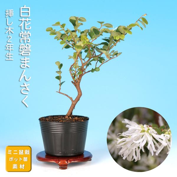 7.5cmポット入り商品解説　4月〜5月、リボンの様な花を咲かせる「常磐まんさく」の白花品種。淡いクリーム色の上品な花姿が魅力です。芽吹きも旺盛なので小品盆栽に向いています。これから盆栽を始めようとする方にもオススメの樹種です。※苗木素材の...